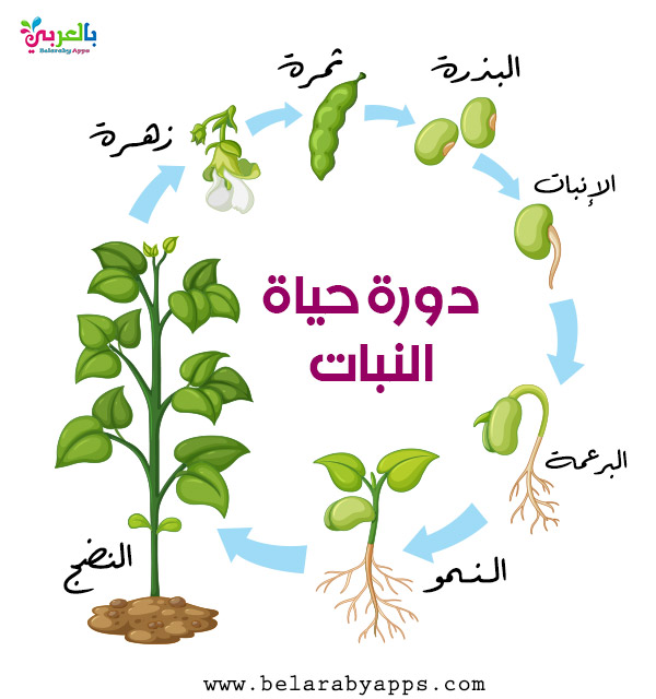 رسم دورة حياة النبات مراحل نمو النباتات بالصور انفوجرافيك ⋆ بالعربي نتعلم