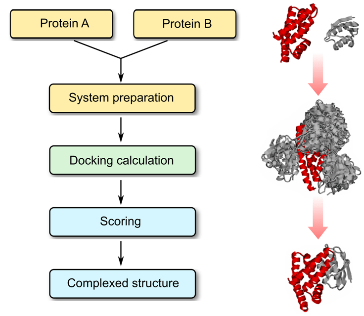 Proteinprotein Docking Biocode