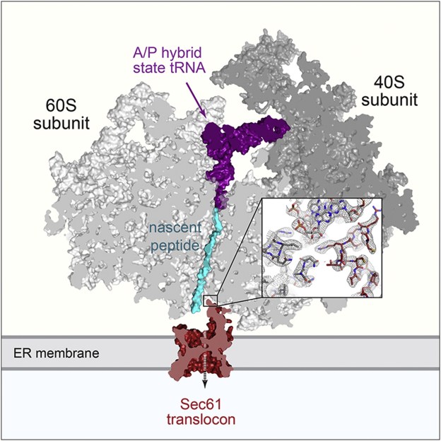 Co Translational Insertion And Folding Of Membrane Proteins Oxford