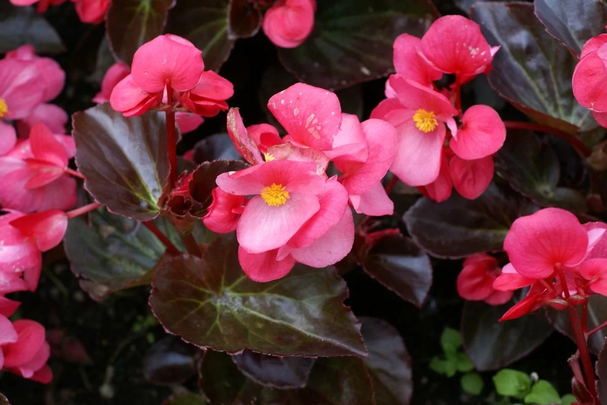 Begónias De Raízes Fibrosas Família Begoniaceae Blog Das Flores