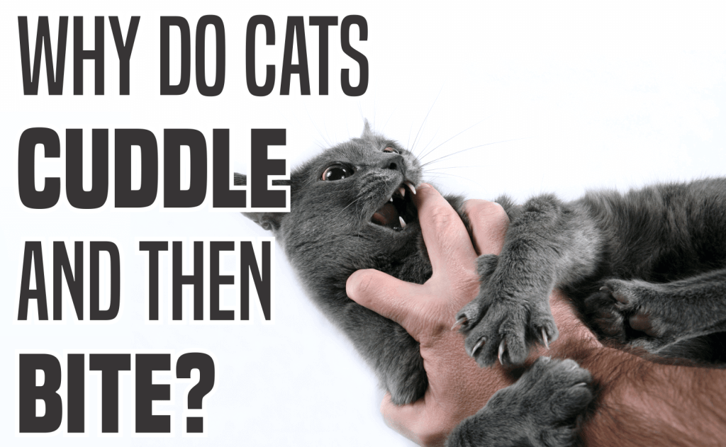 Why Do Cats Cuddle And Then Bite Catwiki