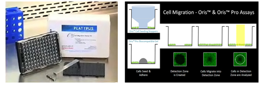 Platypus Cell Migration Cell Invasion Assay Kit 자연과학