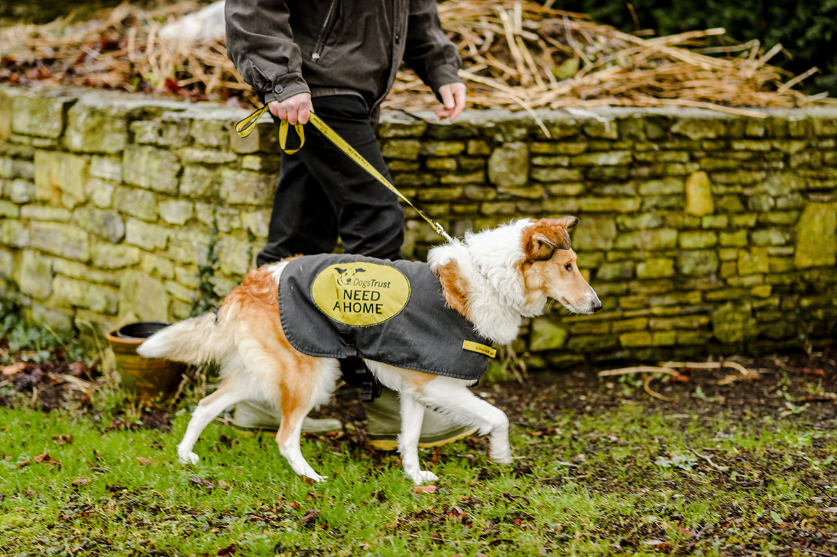 Dogs Trust Evesham Seeks Doggy Foster ‘pawrents Companion Life