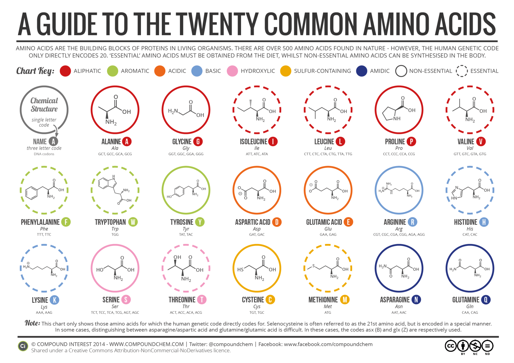 A Brief Guide To The Twenty Common Amino Acids Compound Interest