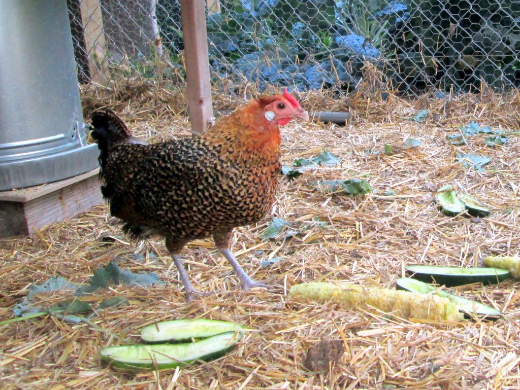 Five Reasons To Raise Backyard Chickens Counting My Chickenscounting