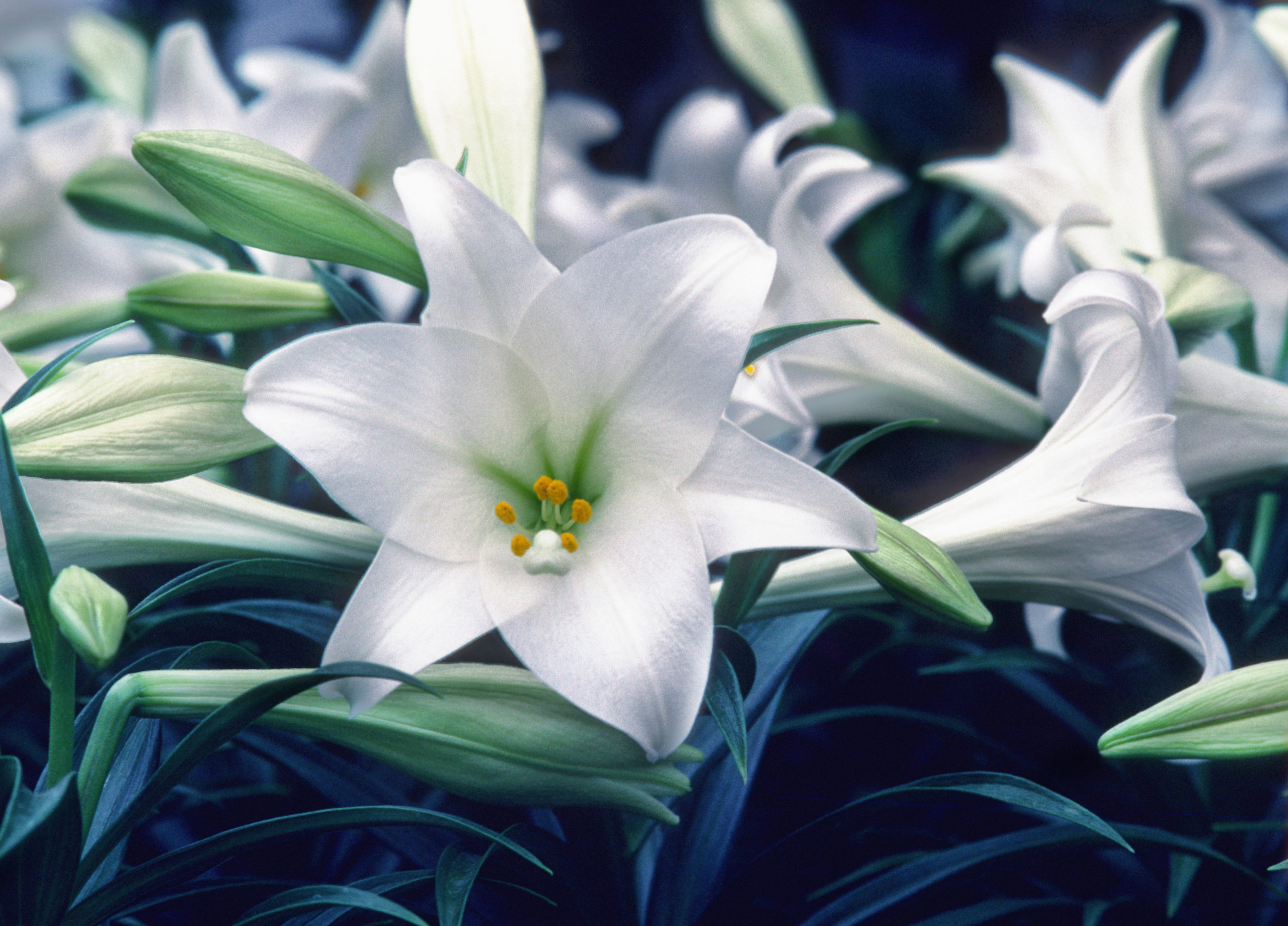 Easter Lilies Can Kill A Cat Courageous Christian Father