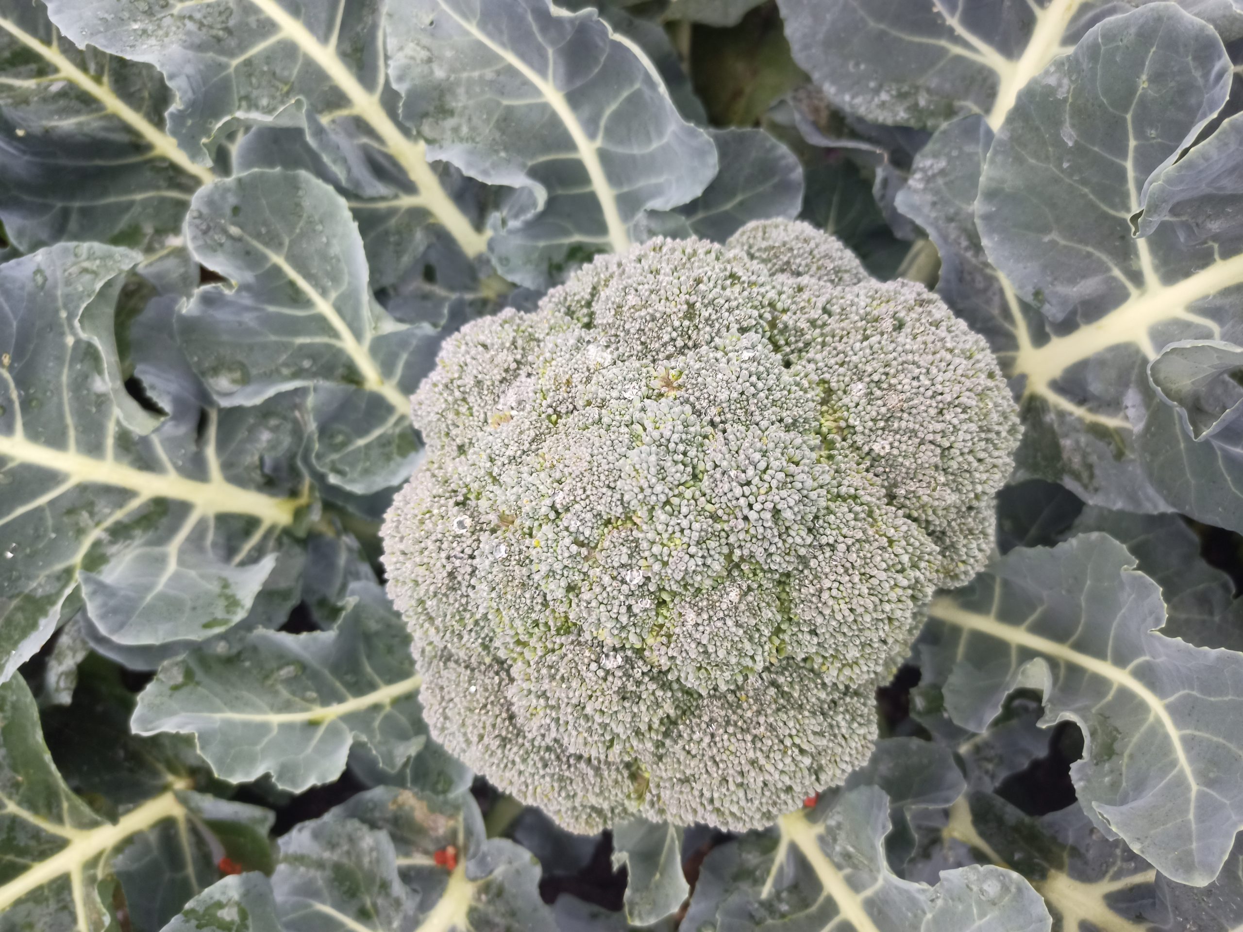 Broccoli Belstar F1 Daves Seed