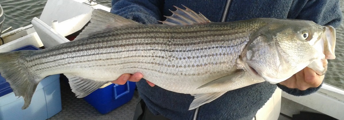 Striped Bass Morone Saxatilis Delaware Surf