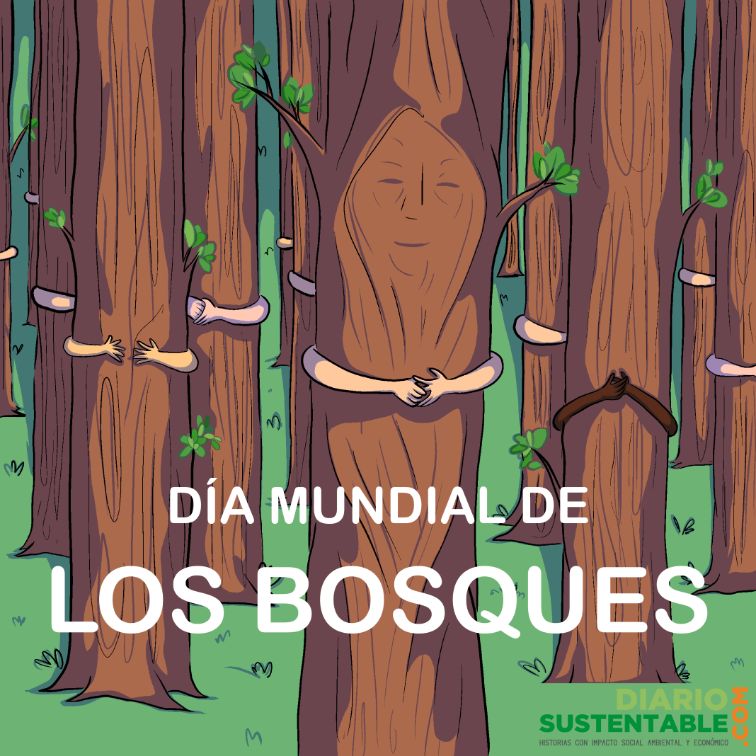 Día Internacional De Los Bosques Díainternacionaldelosbosques Diario