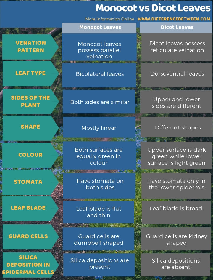 Difference Between Monocot And Dicot Leaves Compare The Difference