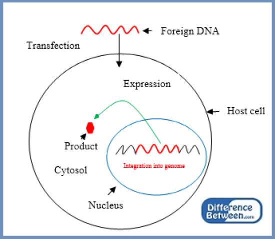 Difference Between Transient And Stable Transfection Compare The