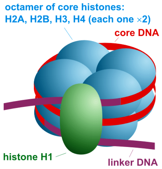 Difference Between Histones And Nucleosomes Compare The Difference