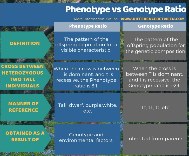 Difference Between Phenotype And Genotype Ratio Compare The