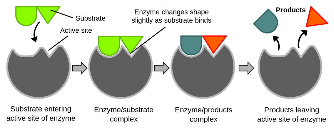 Difference Between Substrate Specificity And Bond Specificity Compare