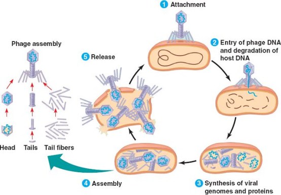 Difference Between Virulent And Temperate Phage Compare The