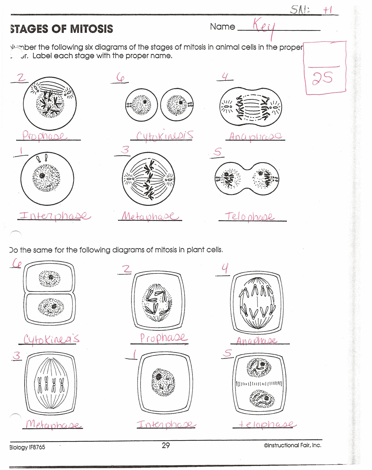 Phases Of Meiosis Worksheet Answer Key Bioexcel 190 Mitosis Meiosis