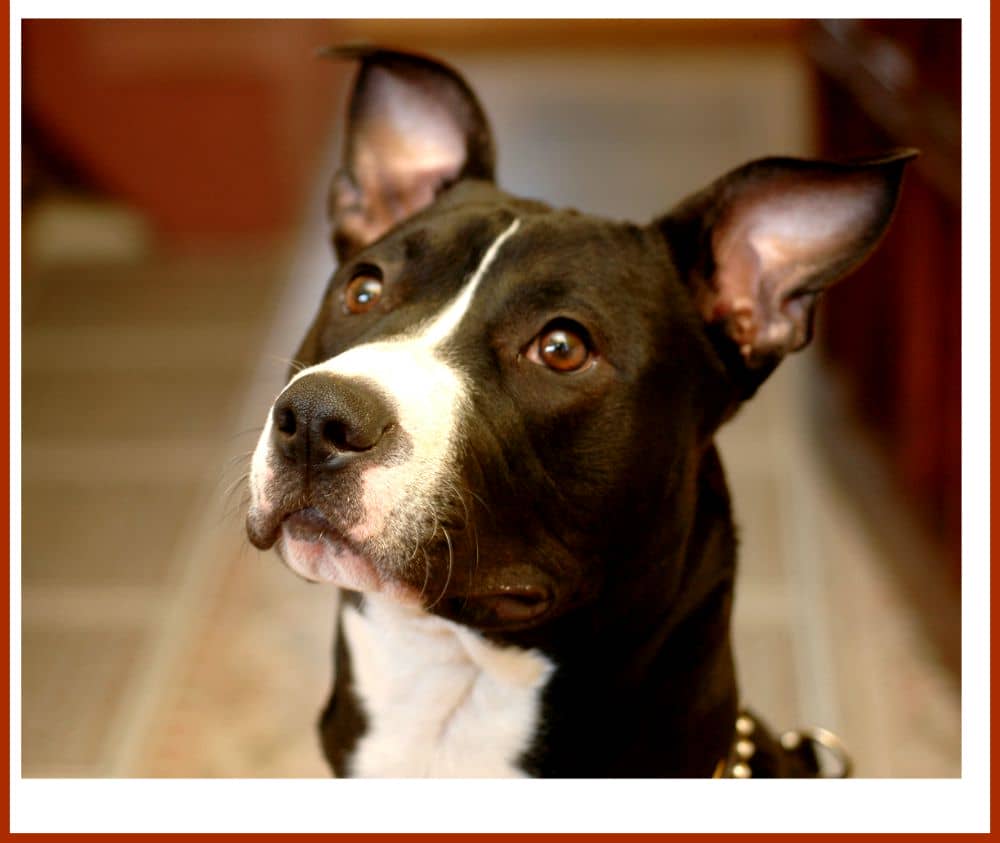 Pitbull Puppy Training Tips Dog Proofing Your Home