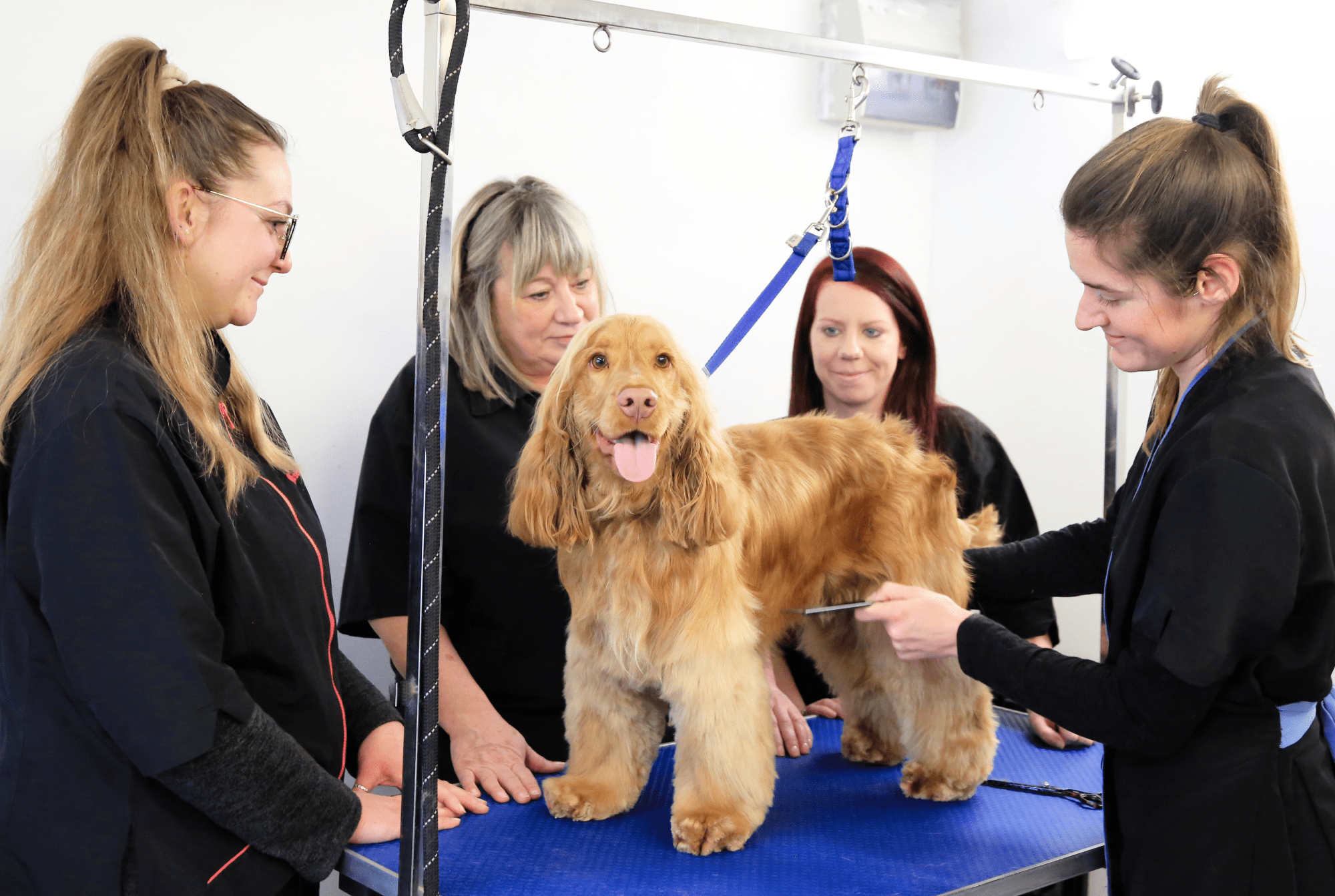 Home Dog Grooming Training Academy