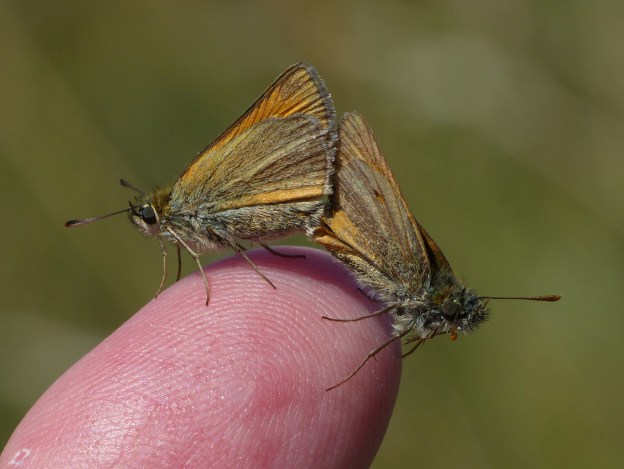 Butterfly Influx Dorset Butterflies