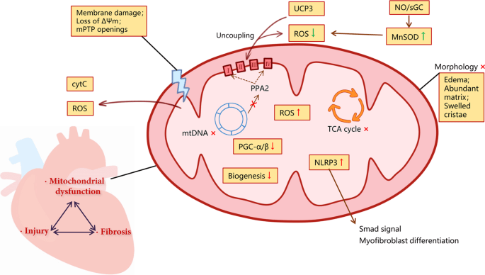 Terry Willard Part 2 Mitochondria Dysfunction Md