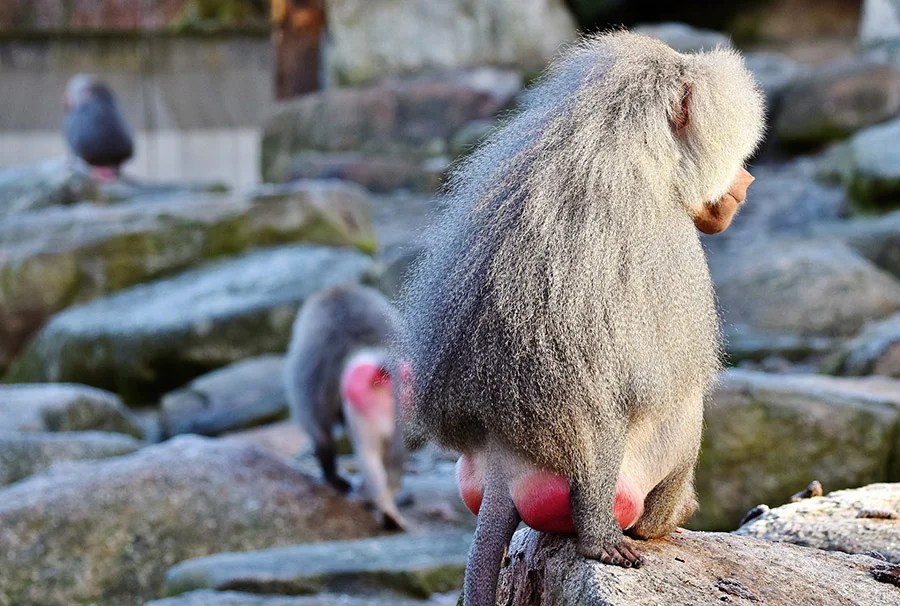 Why Do Baboons Have Red Bottoms