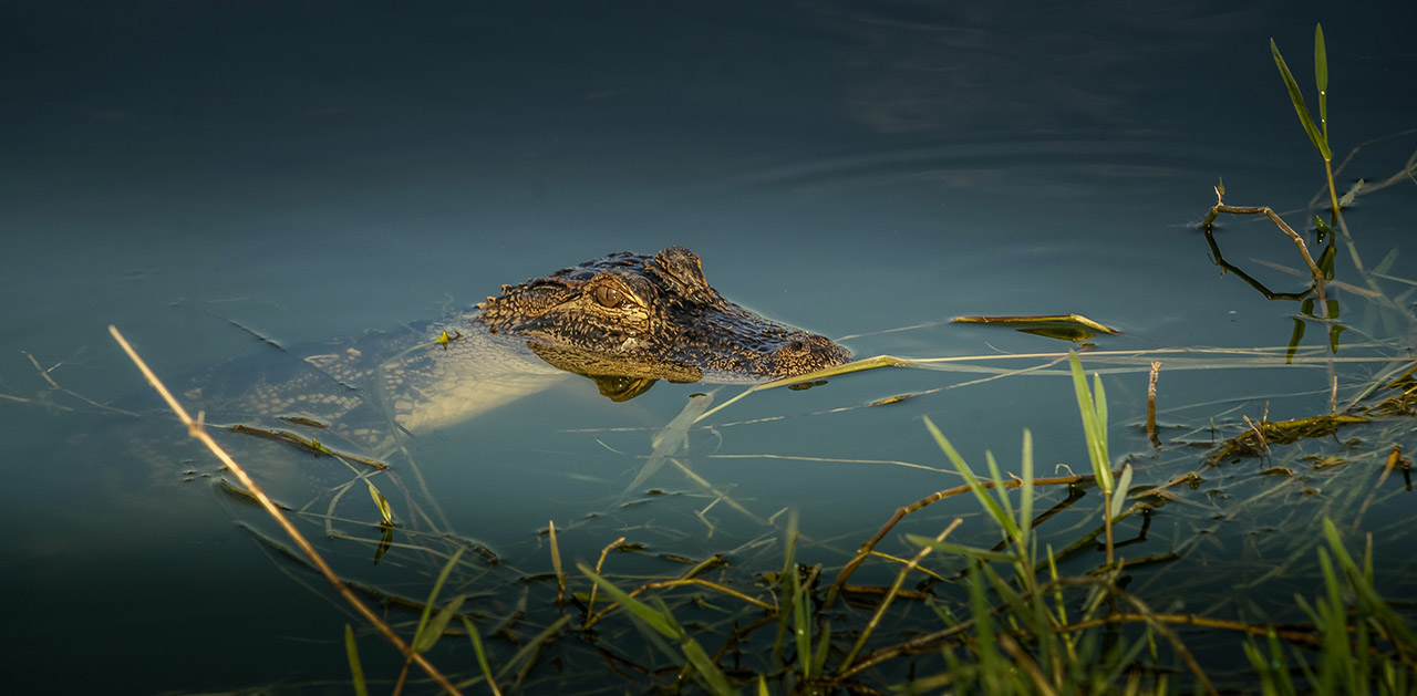 How Long Can Alligators Hold Their Breath Or Do They Breathe Underwater