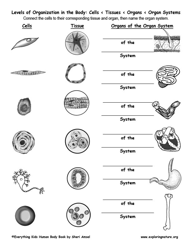 Printable Human Body Systems Worksheets Pdf Anatomy Body System