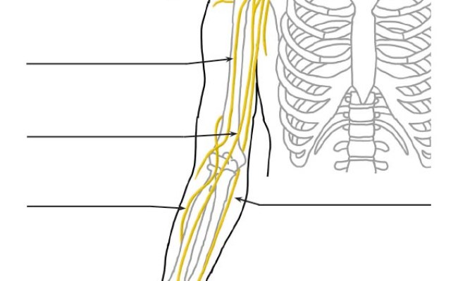 Anatomy Shoulder And Upper Limb Intercostobrachial Nerves Article