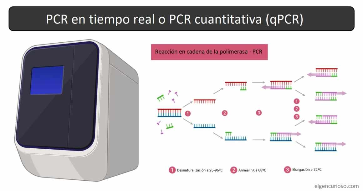 Pcr En Tiempo Real Principio Proceso Marcadores Ventajas Usos