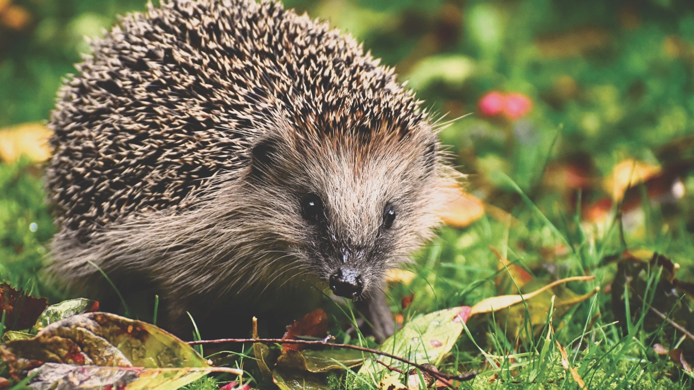 „bittedanke“ Sagt Der Igel Elkes Kindergeschichten