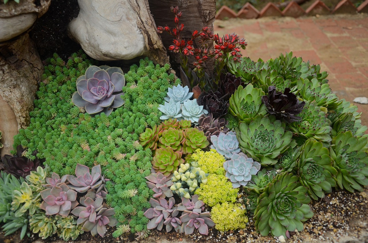 Como Hacer Jardines Con Suculentas Y Piedras