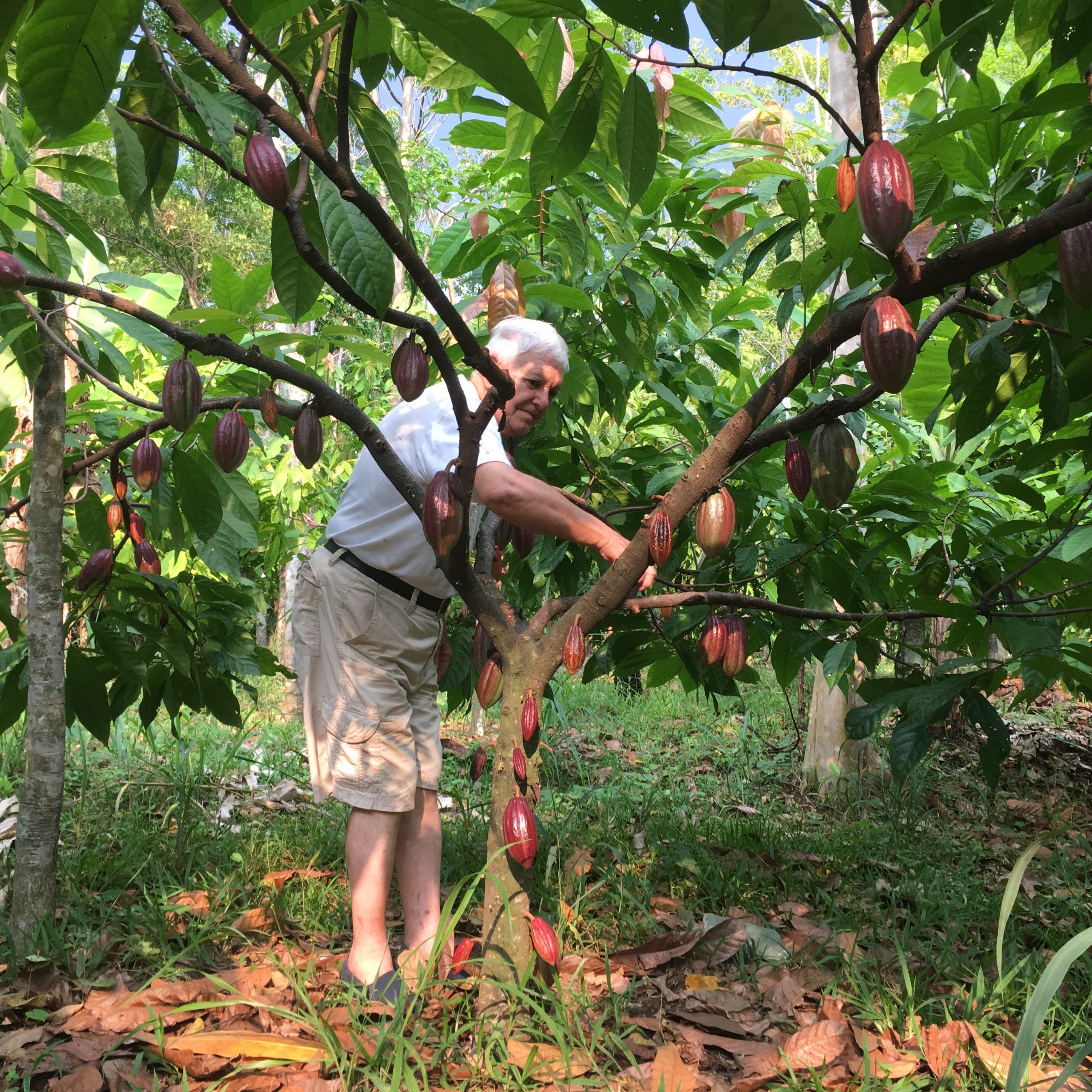 Conociendo La Producción Del Cacao Entremundos