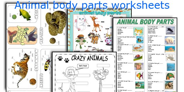 Animal Covering Worksheets Body Coverings Of Animals Worksheet