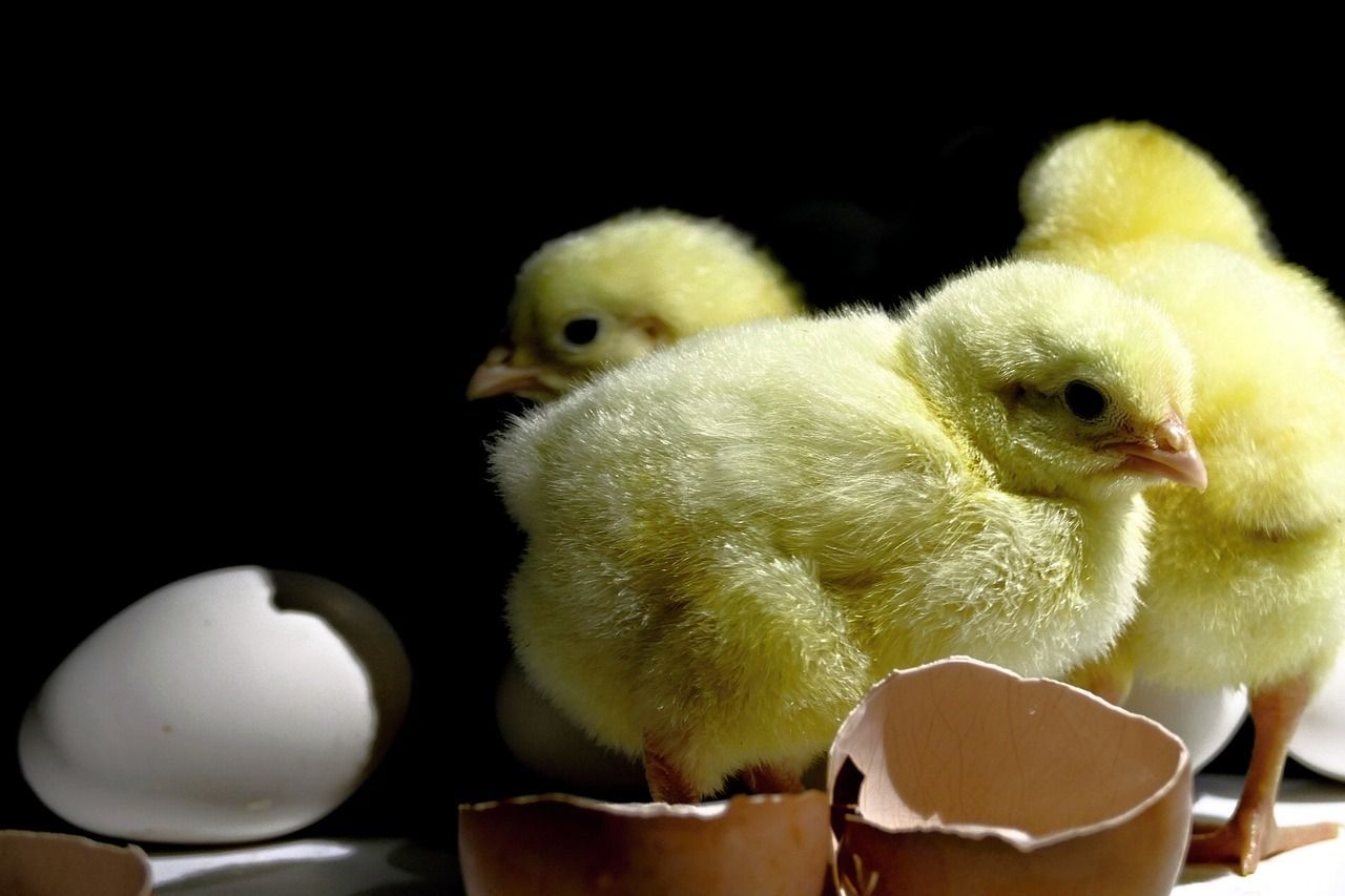 La Mama Gallina Y Sus Pollitos Como Cuida La Gallina De Sus Pollitos