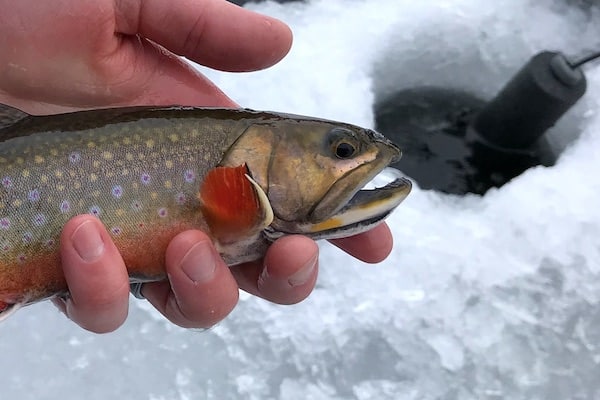 How To Ice Fish For Stocked Trout Like A Boss • Fishing Duo