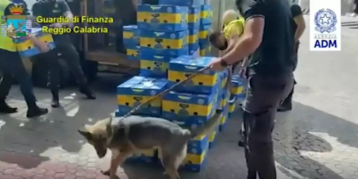 Porto Di Gioia Tauro Tra Le Banane 1 Tonnellata Di Cocaina Purissima