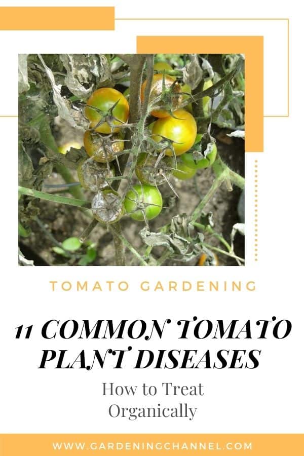 11 Common Tomato Plant Diseases And How To Treat Them Organically