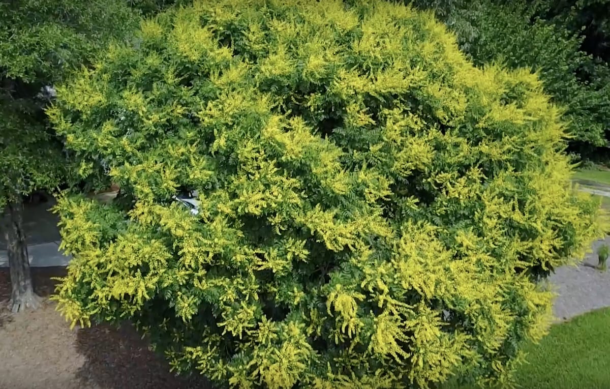 How To Grow The Golden Rain Tree Laptrinhx News