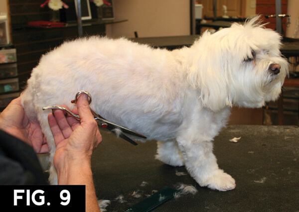 Maltese Short Pet Trim Groomer To Groomer