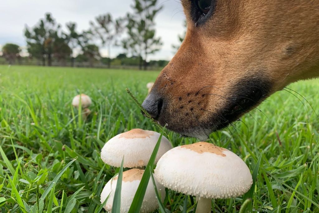 Kan Hundar äta Kantareller Ja Men Med Försiktighet Hund