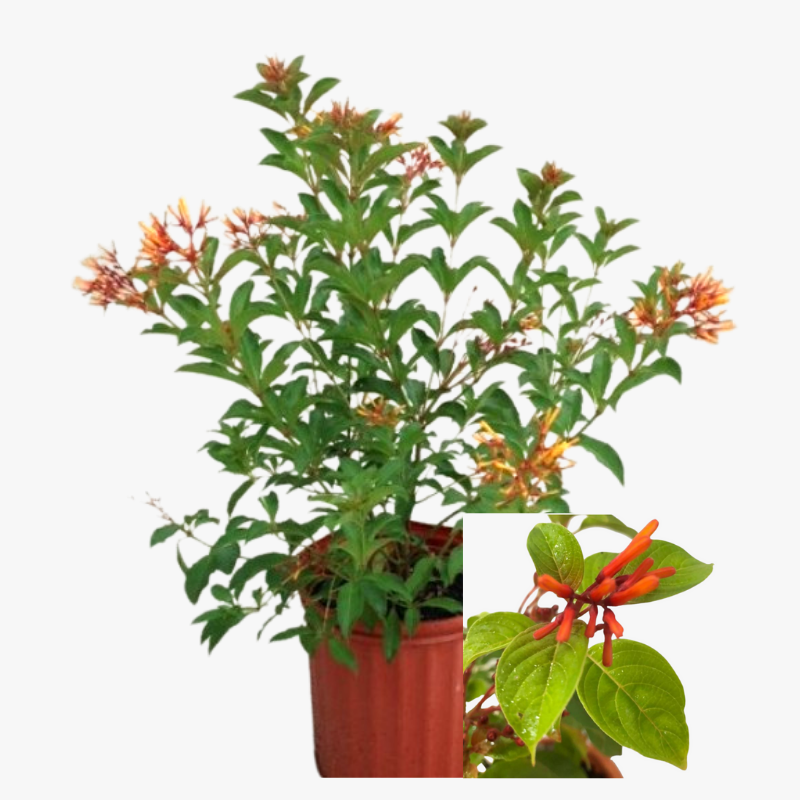Hamelia Patens Firebush Outdoor Flowering Plant Halaplantsae