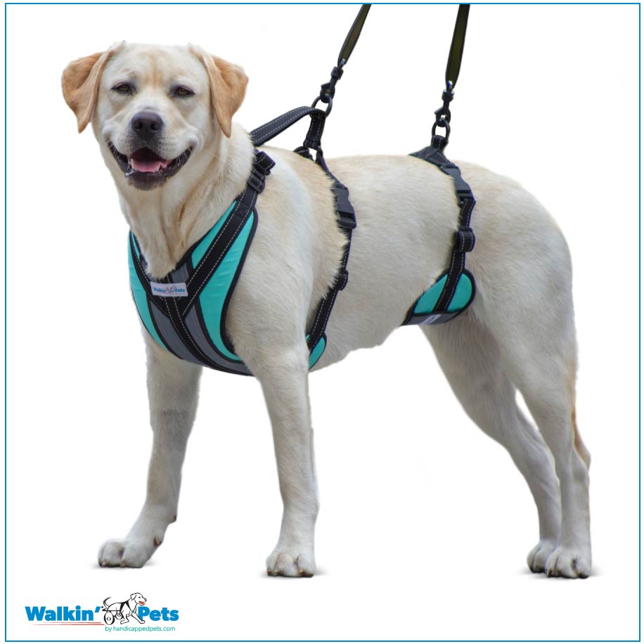 Handicappedpets Australia Range Handicapped Pets Australia