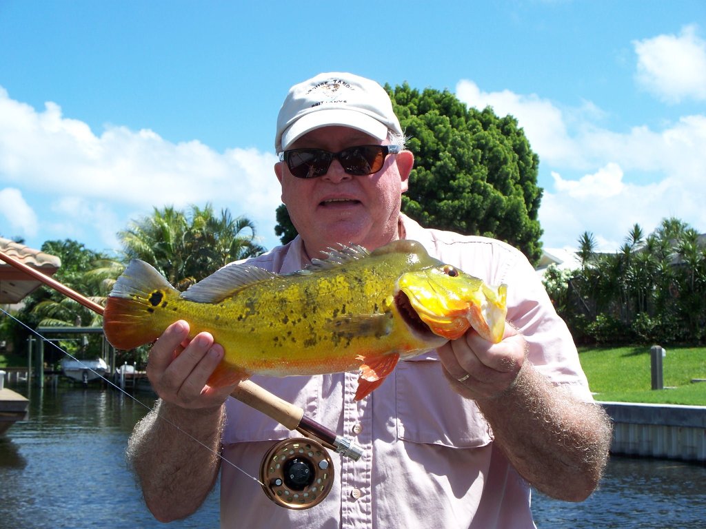 Peacock Bass Fly Fishing Urban Miami Florida For Peacock Bass On Fly