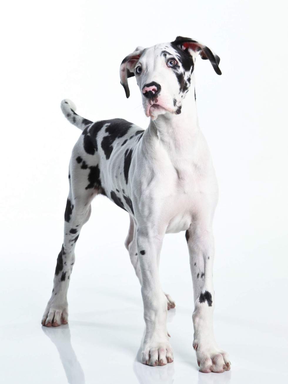 Great Dane Puppy Growth Chart Hello Danes