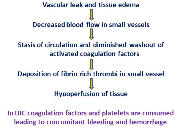 Septic Shock Pathophysiology Flowchart