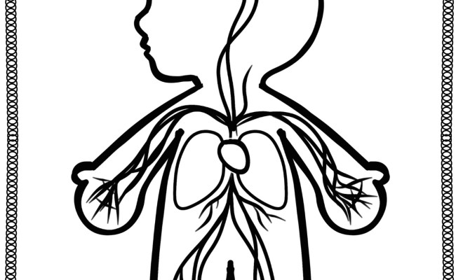 Dibujos De Sistema Circulatorio Para Colorear Otosection