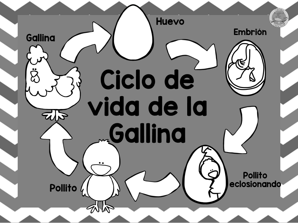 Ciclo De Vida De La Gallina 11 Imagenes Educativas