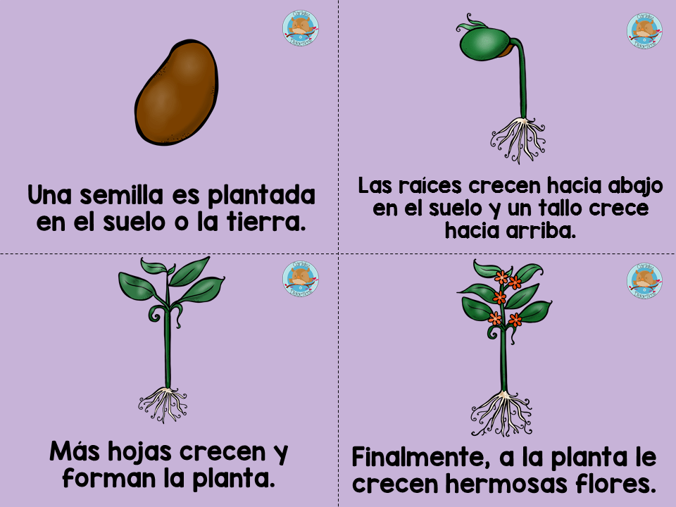 Ciclo Vida De Las Plantas 4 Imagenes Educativas