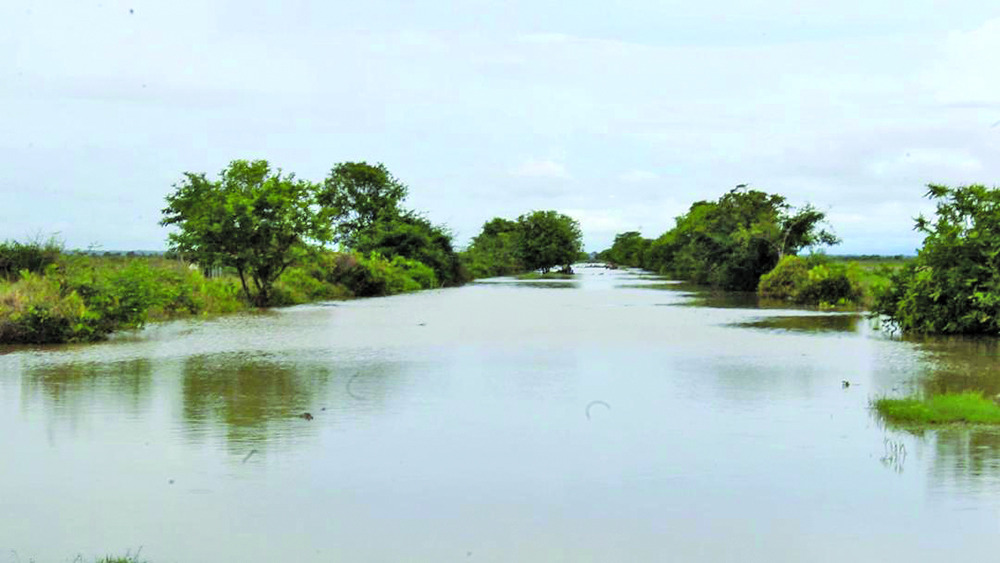 Corentyne Farmers Counting Major Losses As Floodwaters Threaten Crops