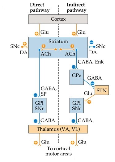 Basal Ganglia Circuitry Diagram Circuit Diagram